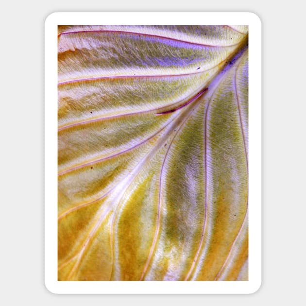 Hosta leaf ~ end of season - Hosta - Sticker | TeePublic