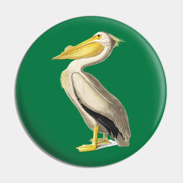 American White Pelican - American White Pelican - Pin | TeePublic
