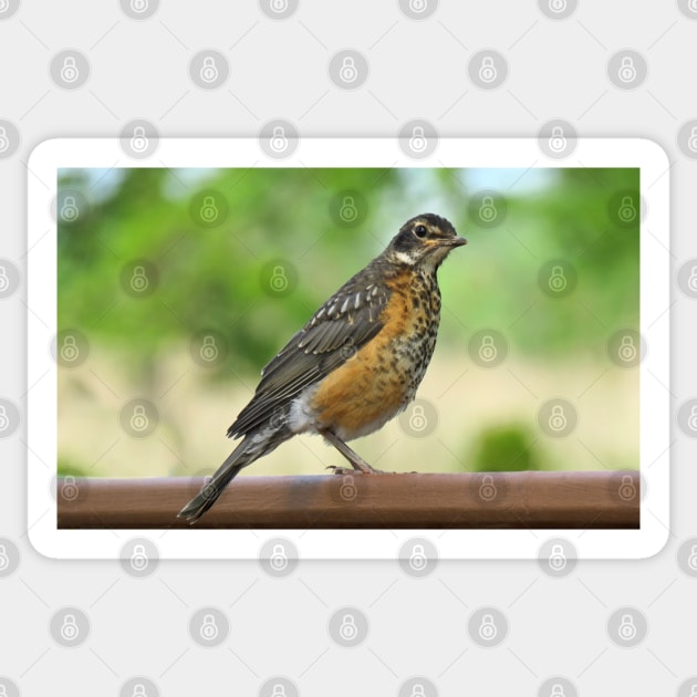 American Robin-4 - Robin - Sticker | TeePublic