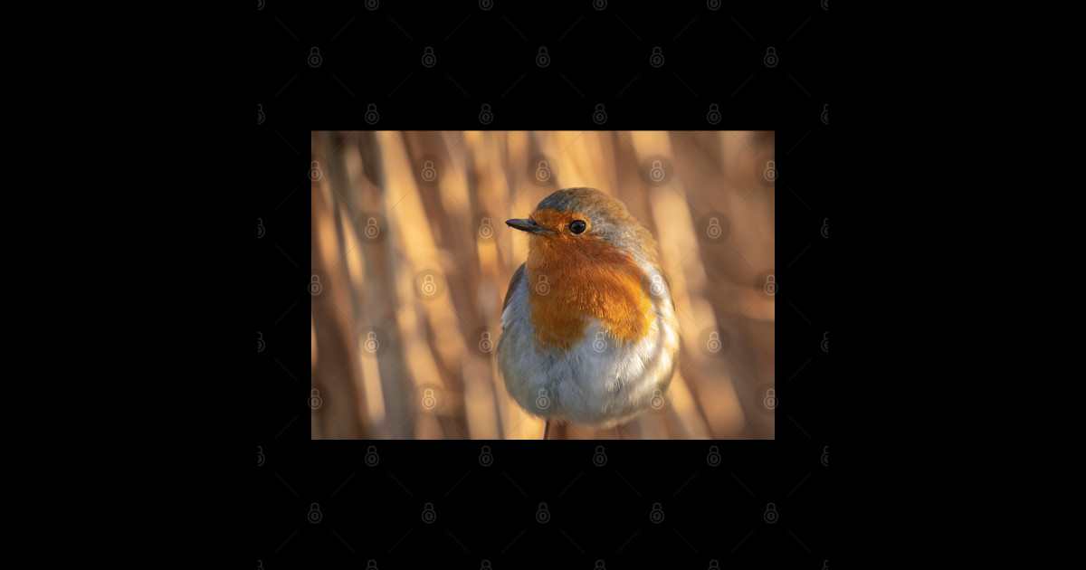 Robin dreams - Robin - Sticker | TeePublic