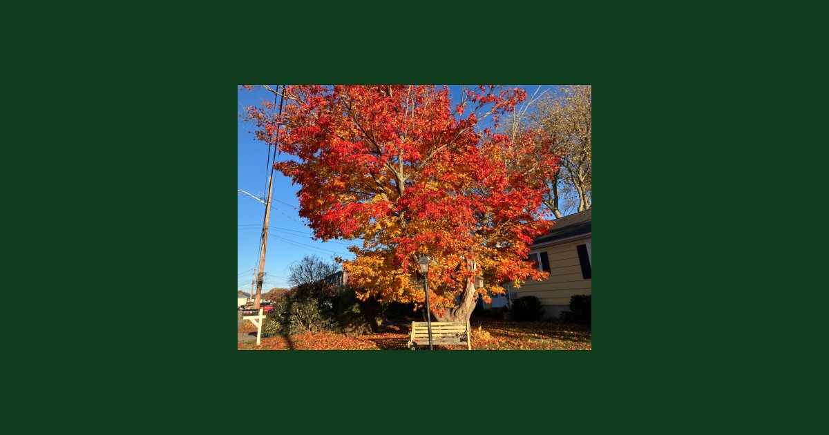 Spectacular Orange Tree - Autumn Leaves - T-Shirt | TeePublic