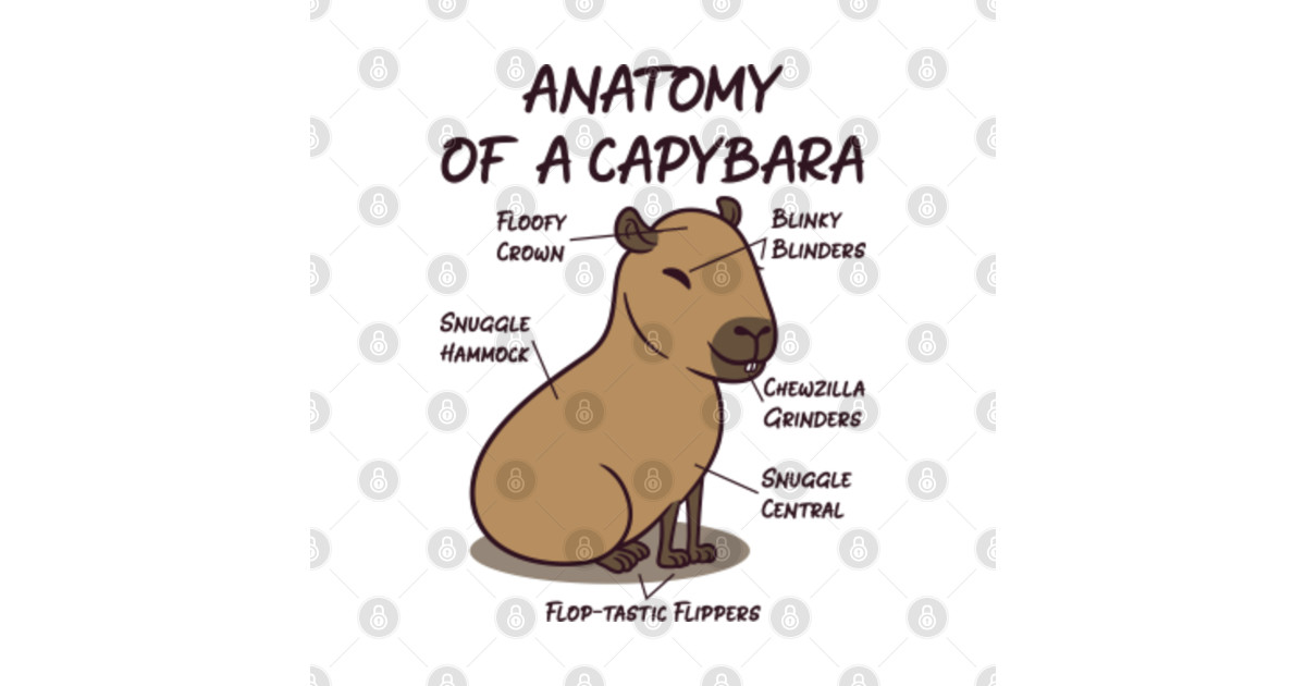Funny Anatomy of A Capybara - Capybara - T-Shirt | TeePublic