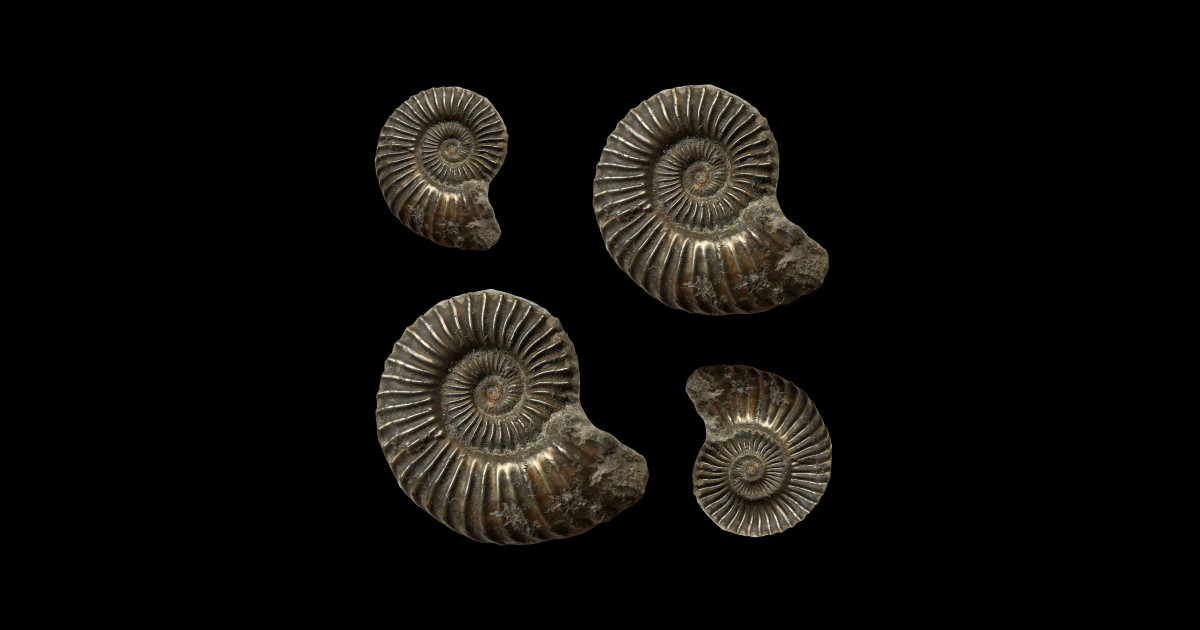Fossil Ammonite - Fossil - Posters and Art Prints | TeePublic
