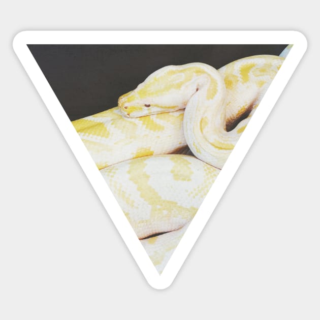 Albino Python - Colour - Sticker | TeePublic