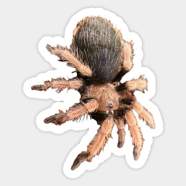Brachypelma Tarantula Spider Sticker Magnet - Tarantula - Sticker ...