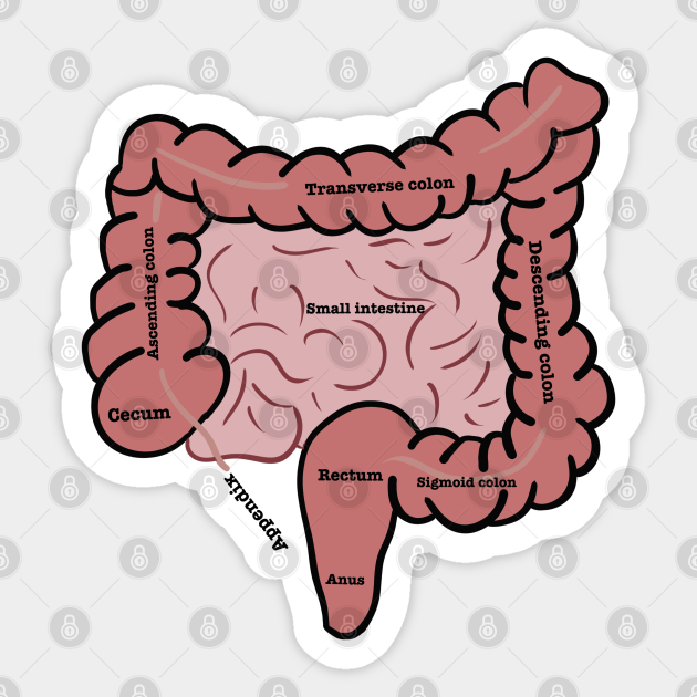 Gastroenterology - Gastroenterologist - Sticker | TeePublic