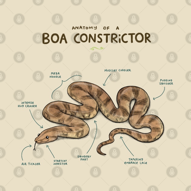 Anatomy of a Boa Constrictor - Boa Constrictor - T-Shirt | TeePublic