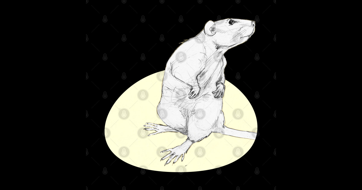A cute rat - pencil drawing - Rat - Posters and Art Prints | TeePublic