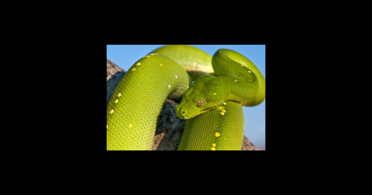 Green Tree Python - Green Tree Python - Sticker | TeePublic