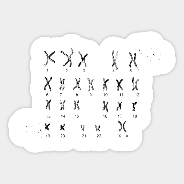 Female Chromosome idiogram - Chromosome - Sticker | TeePublic