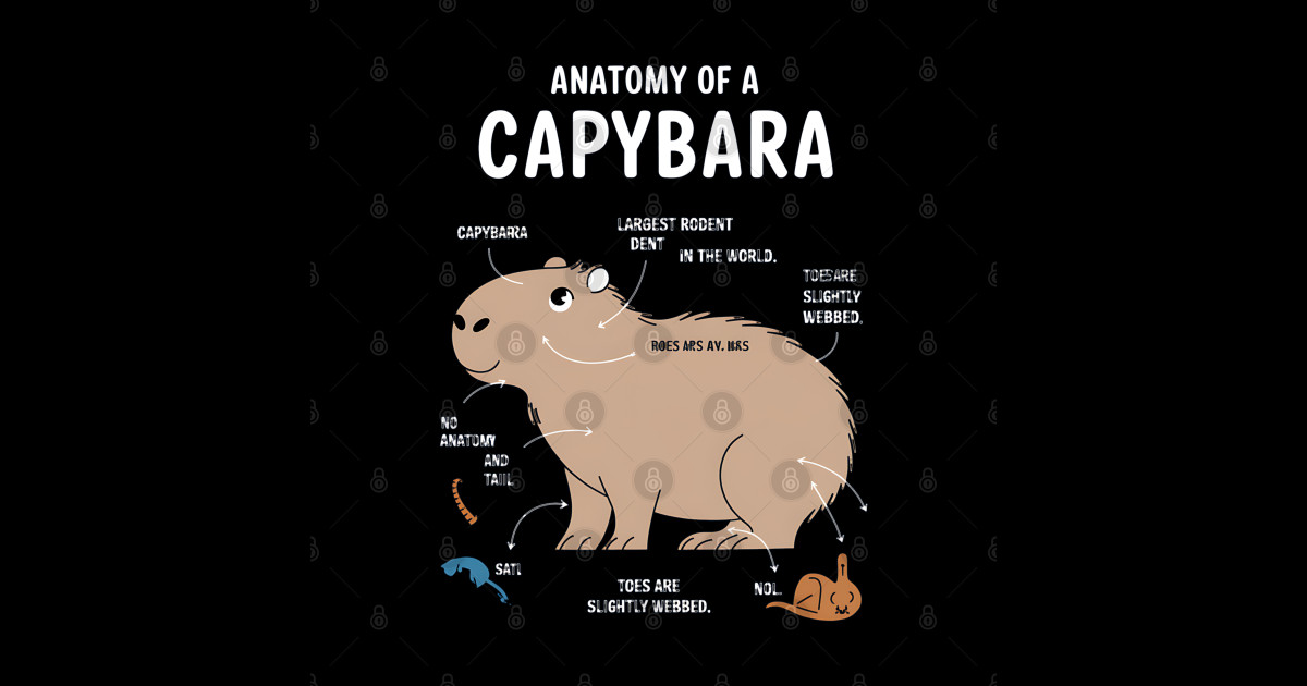 Anatomy Of A Capybara Funny Capybara - Anatomy Of A Capybara Funny ...