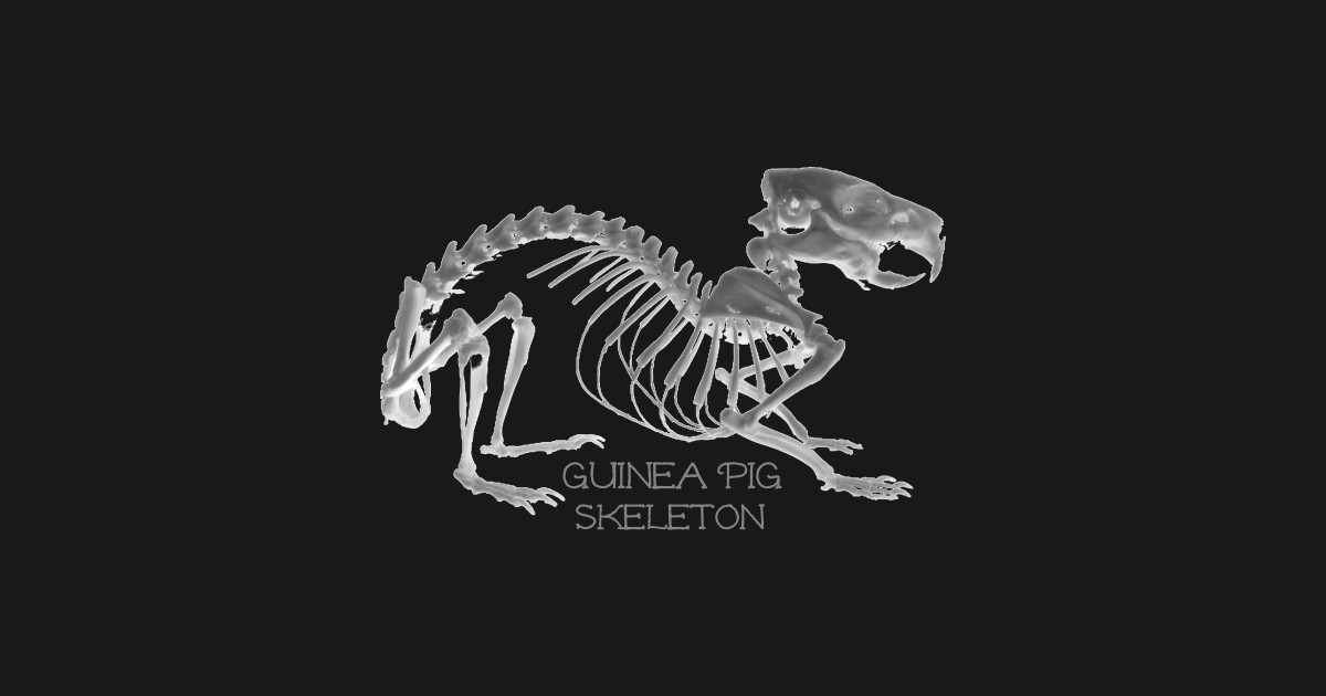 Guinea Pig Skeleton - Guinea Pig - Long Sleeve T-Shirt | TeePublic