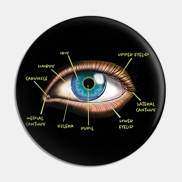 Anatomical Eye Diagram, Illustrates Iris, Limbus, Caruncle, Medial ...