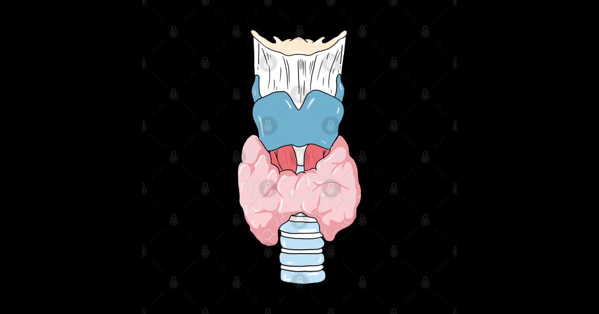Thyroid medicine anatomy - Medical Art - Sticker | TeePublic