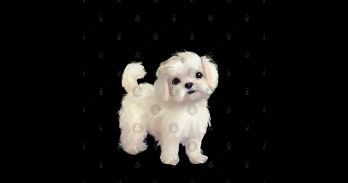 Cute Crusty White Dog Maltese Terrier Maltese Puppies Shih Tzu Mom ...