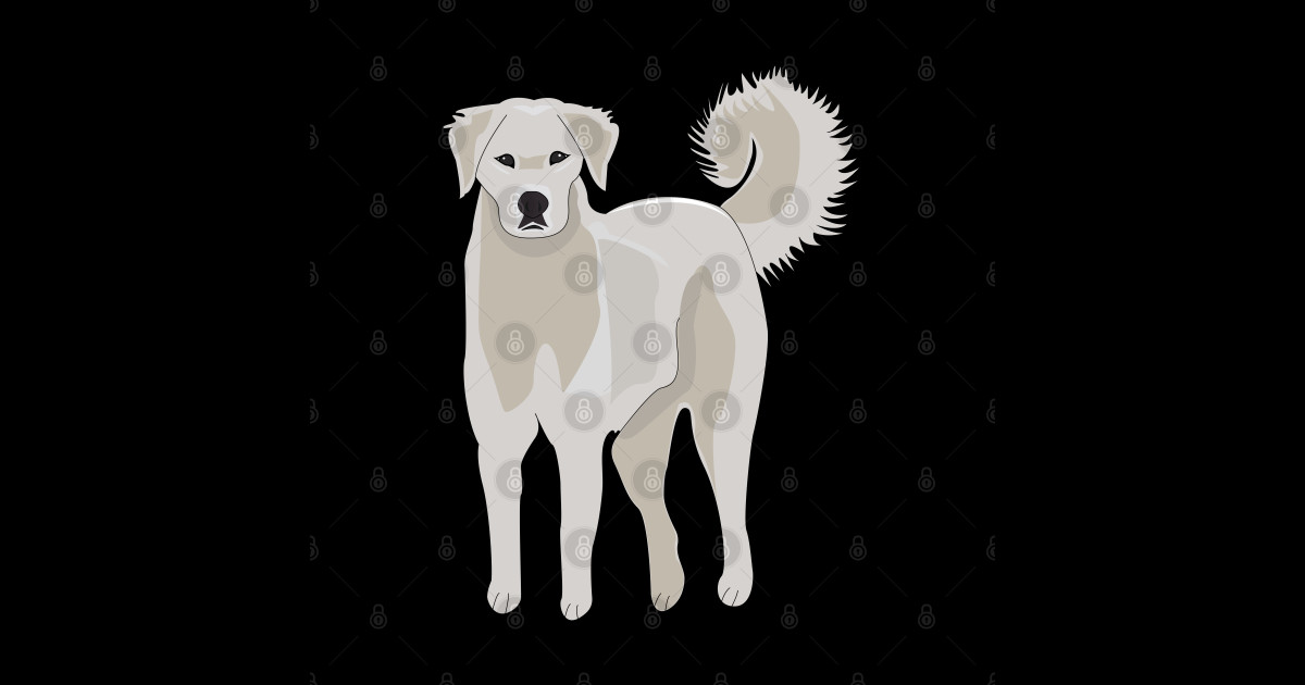 Akbash dog , cute puppy, great pyrenees, akbash dog australia, - Akbash Dog - Posters and Art ...