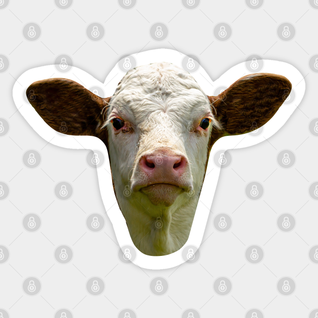 Young calf - Calf - Sticker | TeePublic