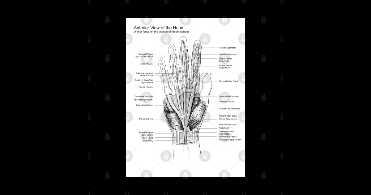 Black and White Hand Dissection Illustration - Anatomical - Sticker ...