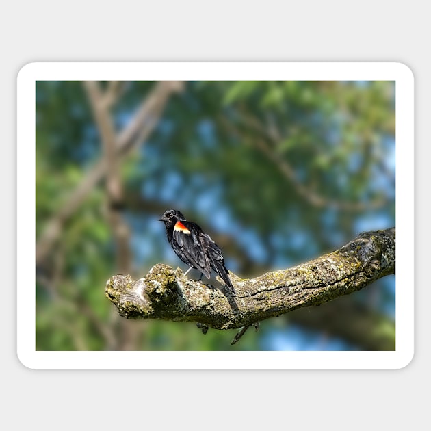 Red Winged Blackbird 7, UW Arboretum, Madison, Wisconsin - Red Winged ...
