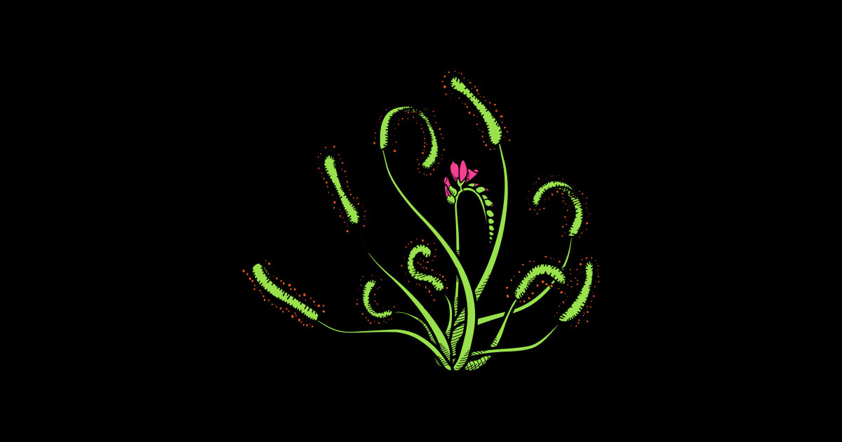 Drosera Capensis with Flower Carnivorous plant Cape Sundew Gift Drawing ...