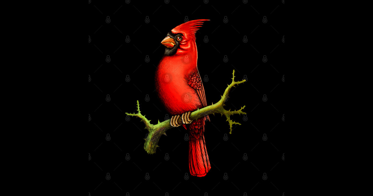 Red Cardinal bird cute cardinal cardinal lover - Red Cardinal Red ...