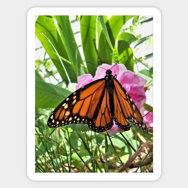 The Monarch - Monarch - Sticker | TeePublic