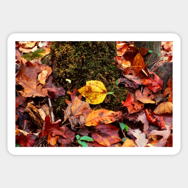 Leaf and Moss - Fine Art - Sticker | TeePublic