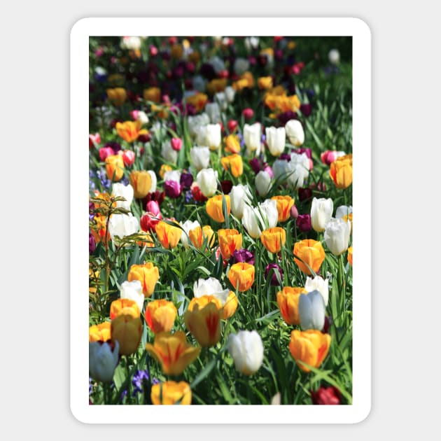 Tulip Background - Background - Sticker | TeePublic