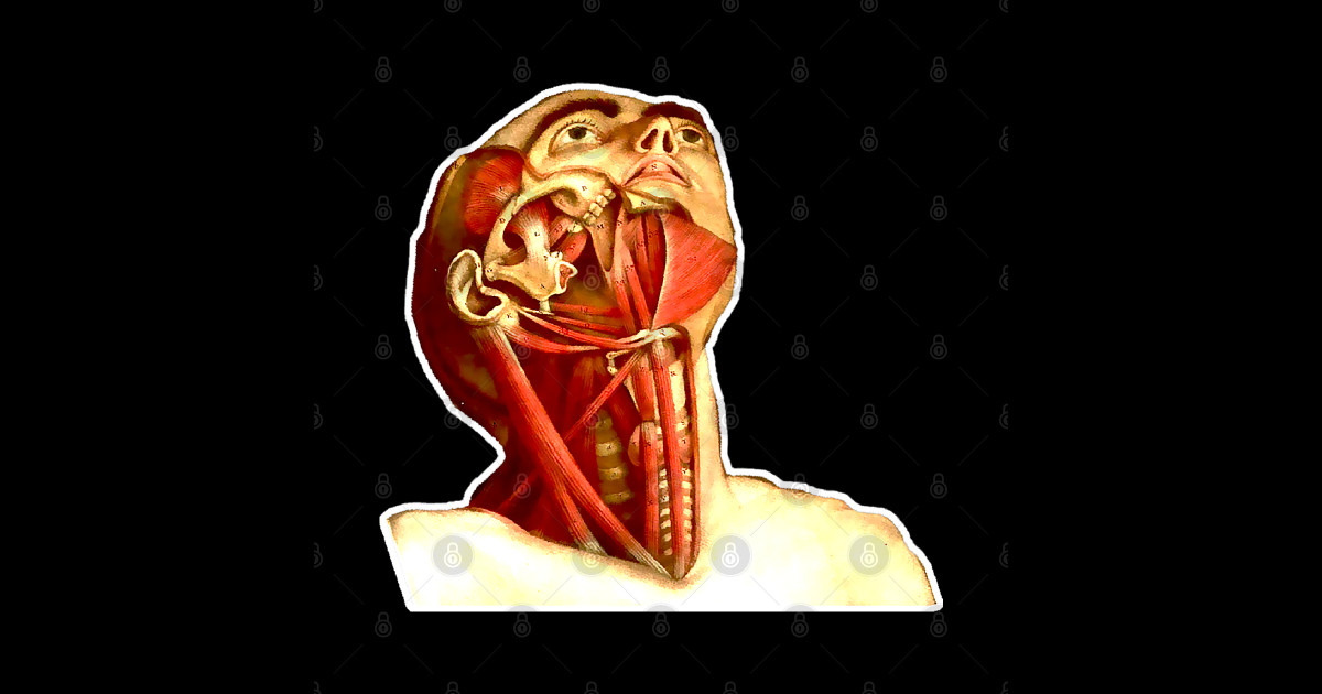 Throat anatomy vintage class medicine - Dissection Health - Sticker ...