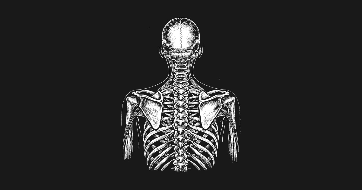 Backbone Anatomy Vertebral Column & Ribcage - Skulls - T-Shirt | TeePublic