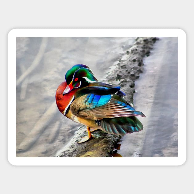 Wood Duck with Watercolor Effects - Wood Duck - Sticker | TeePublic