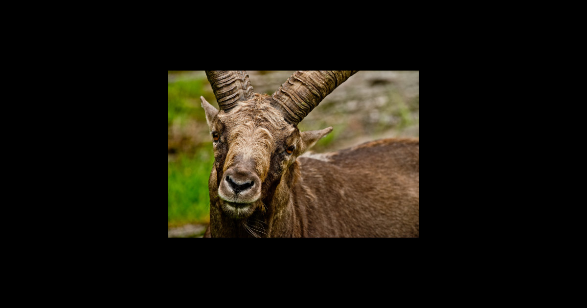 Ibex - Ibex - Sticker | TeePublic