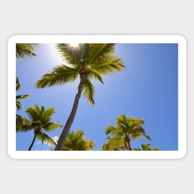 Palm Trees - Beach - Sticker | TeePublic
