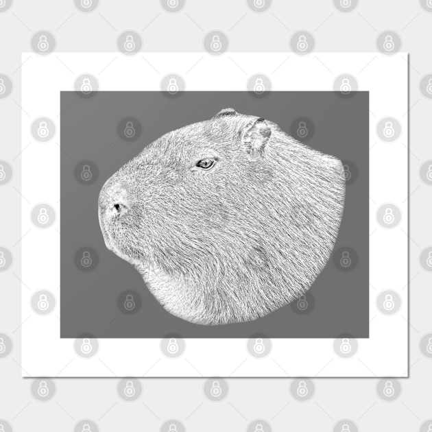 Capybara line drawing conversion - Capybara - Posters and Art Prints ...