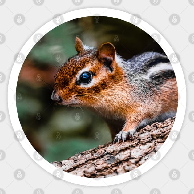 Chipmunk Photograph - Chipmunk - Sticker | TeePublic