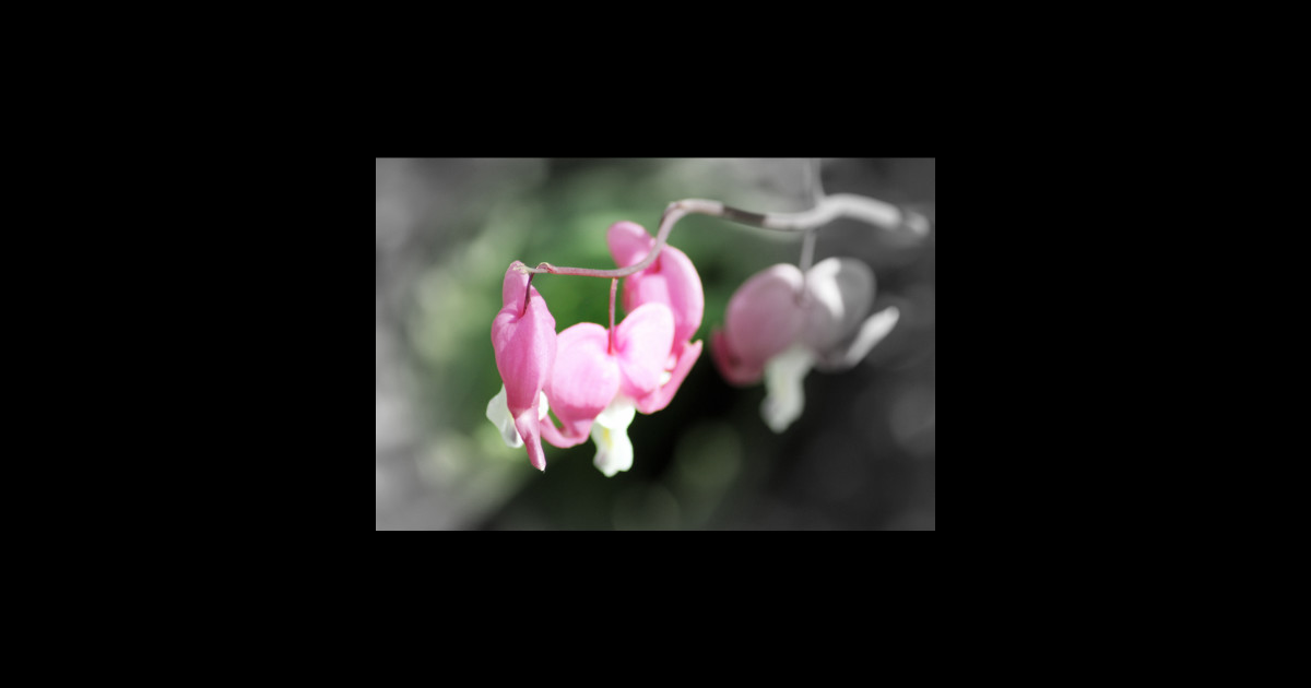 red bleeding hearts, soft background 2 - Bleeding Hearts - Sticker ...