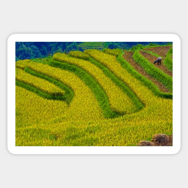 Rice Terrace. - Rice - Sticker | TeePublic