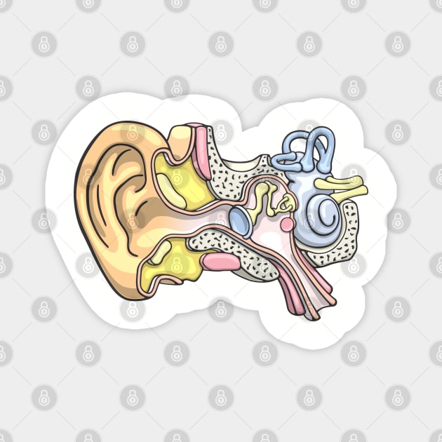 Human Inner Ear Anatomy Illustration - Inner Ear - Magnet | TeePublic