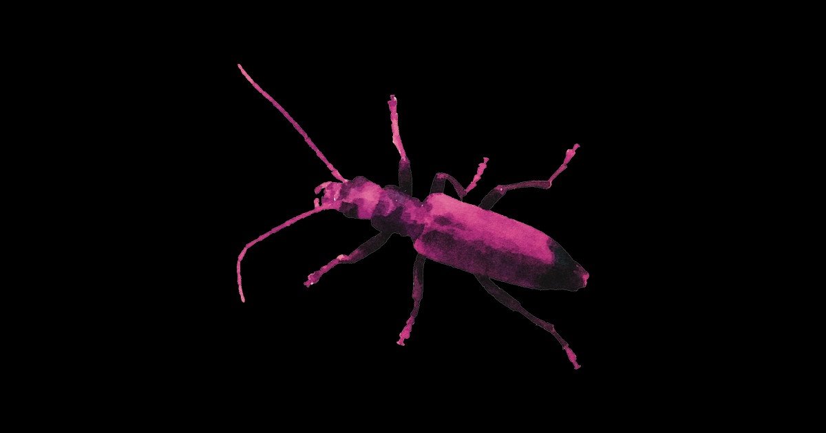 Pink Beetle Wharf Borer - Beetle - Sticker | TeePublic
