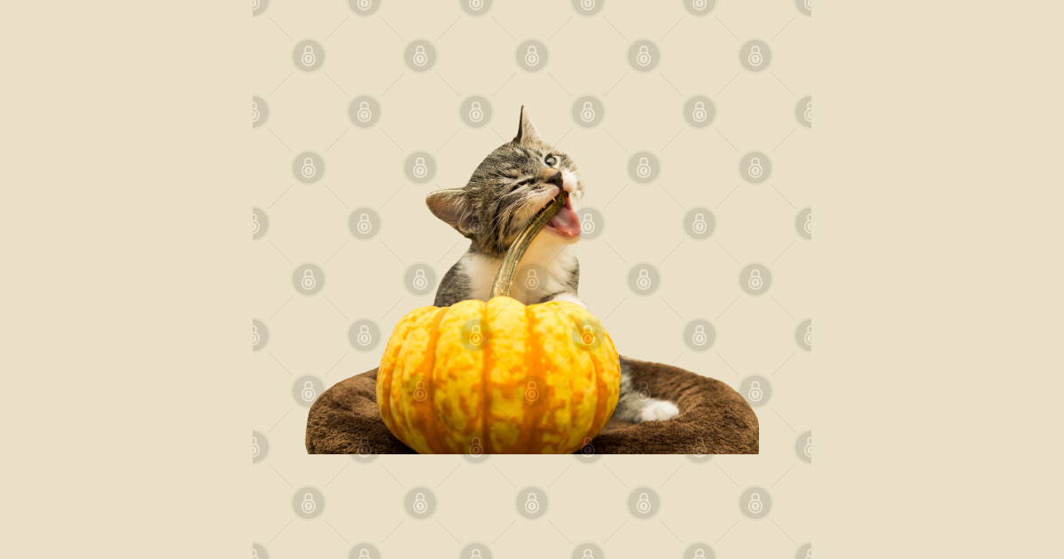 Cat meme: Cat eating Pumpkin - Cat Memes - T-Shirt | TeePublic