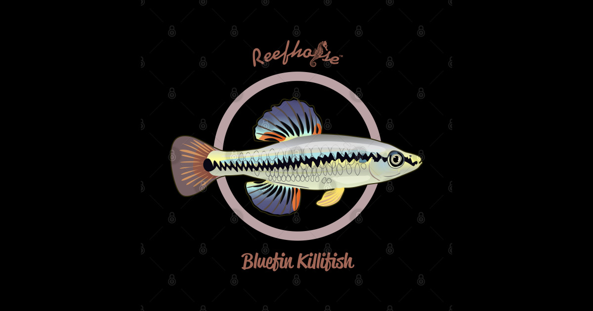Bluefin Killifish - Reefhorse - Posters and Art Prints | TeePublic
