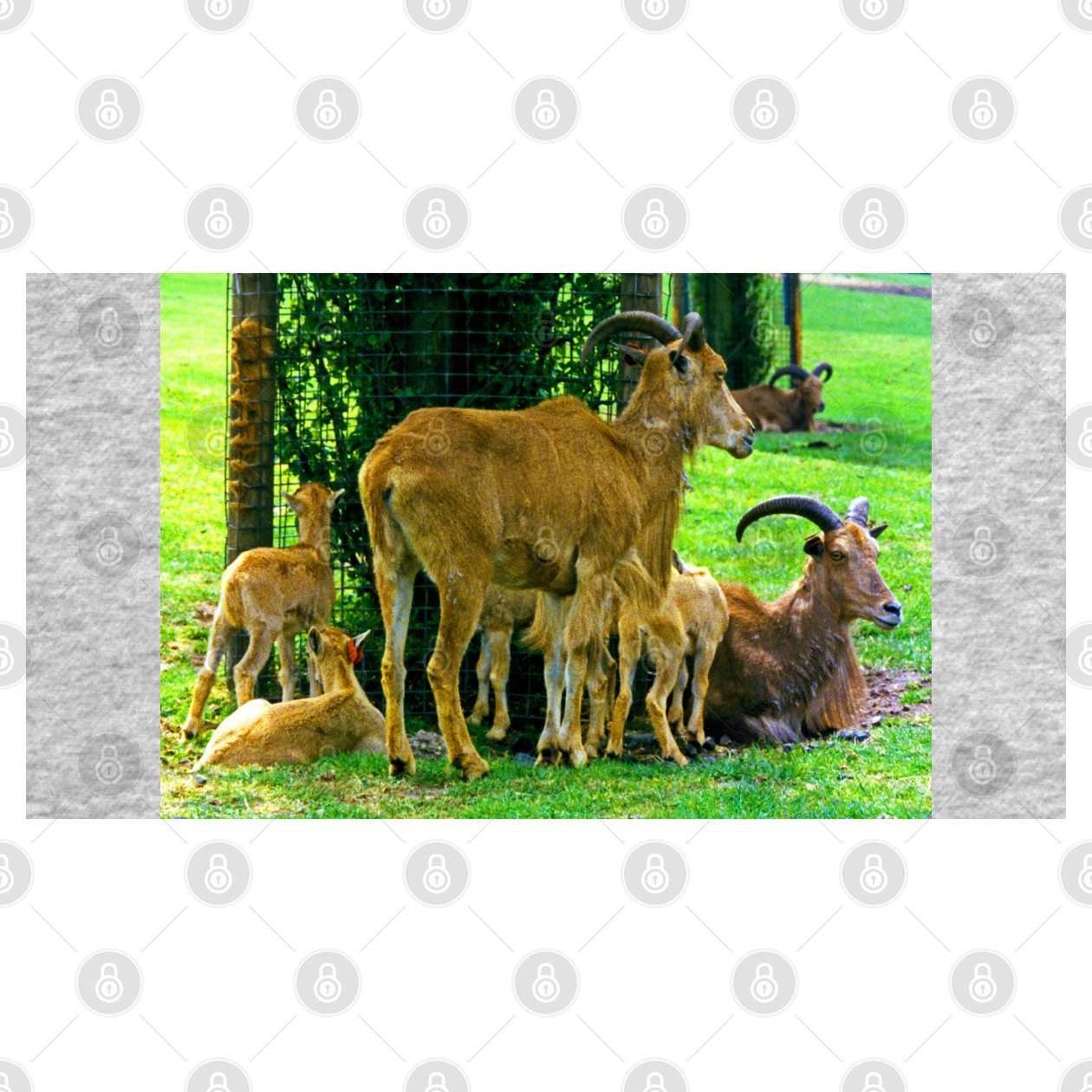 Billy Goats Gruff - Animal - T-Shirt | TeePublic