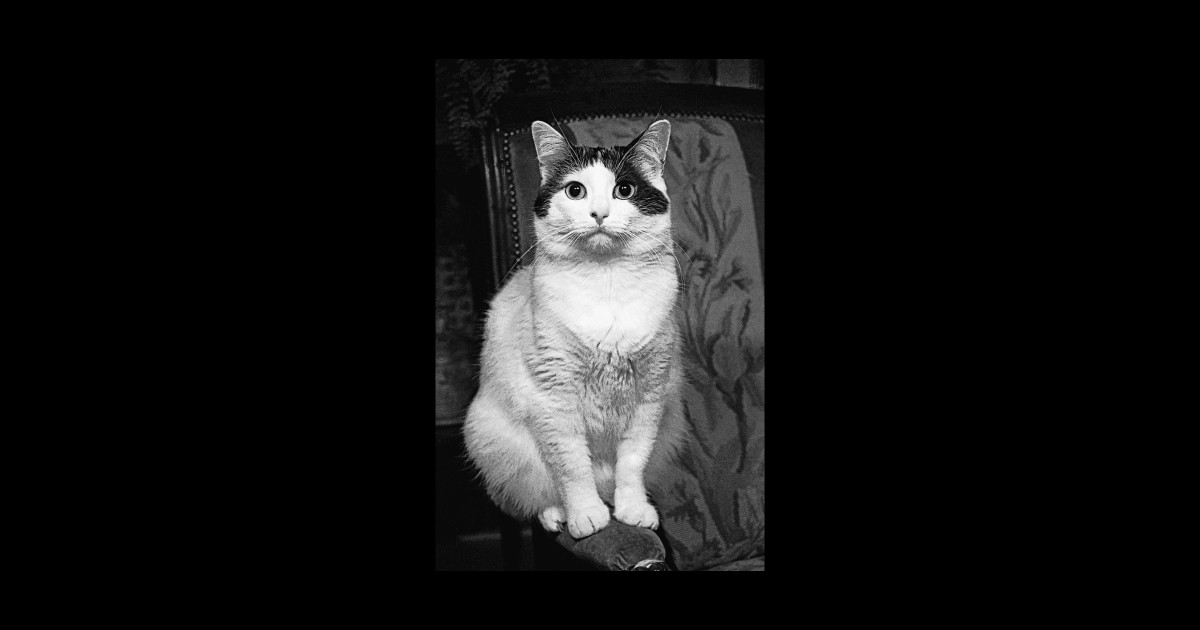 r3102/ New finition 2021 : Les cats par Okaio Pirate's attitudes ...