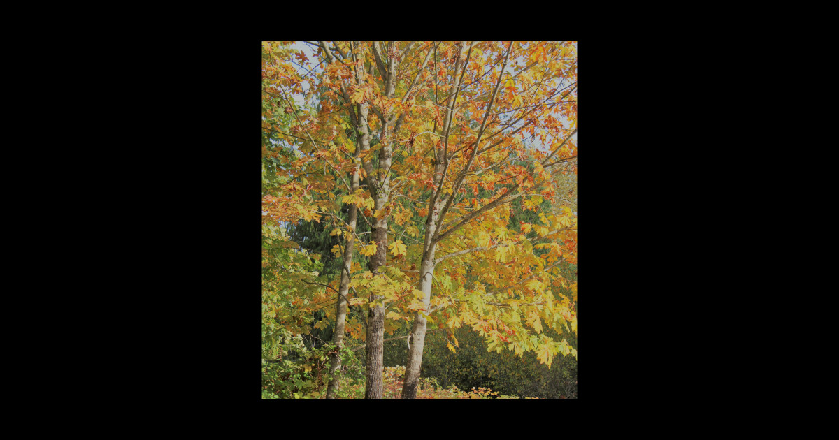 Maple Tree - Yellow Leaves - Sticker | TeePublic