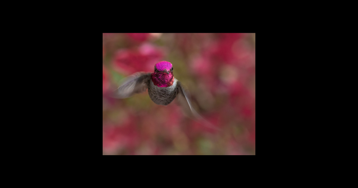 Anna's Hummingbird Portrait - Annas Hummingbird - Sticker | TeePublic
