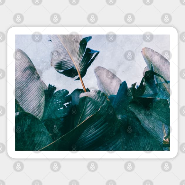 Tropical Palm Leaves - Palm - Sticker | TeePublic