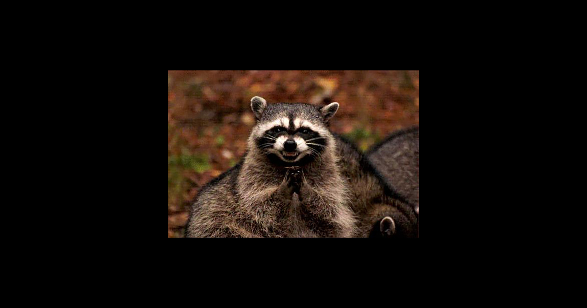 Evil Raccoon Meme - Raccon - Sticker | TeePublic