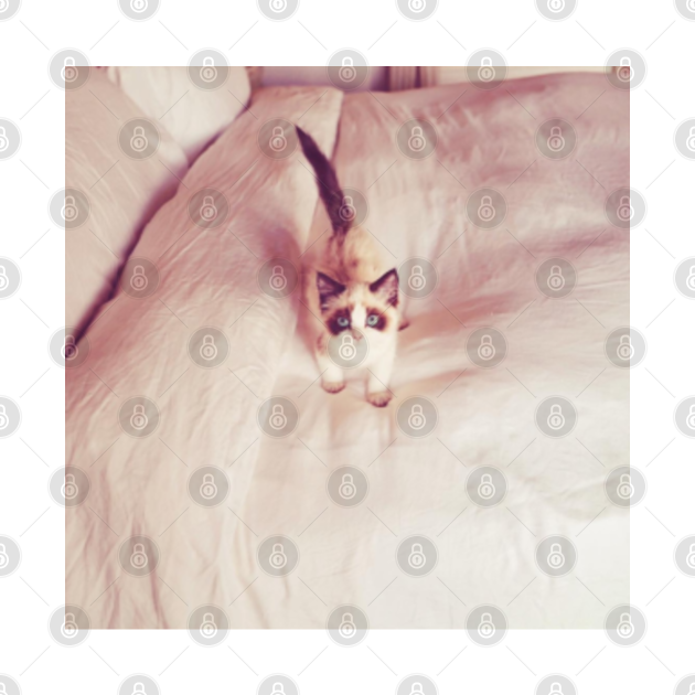 Benjamin Button Cat - Benjamin Button - T-Shirt | TeePublic