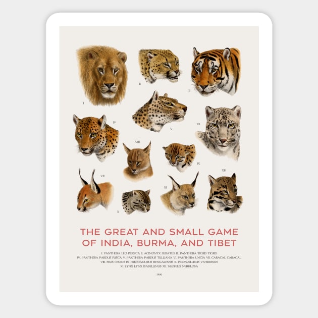Wild animals chart: Tigers, Lions and Lynxes - Animals Chart - Sticker ...