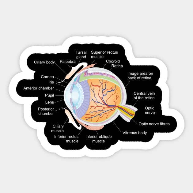 The anatomy of a human eye - Human Eye - Sticker | TeePublic